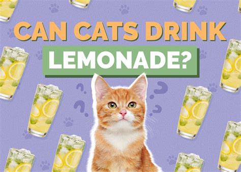 Can Cats Drink Lemonade Vet Reviewed Facts And Info Hepper Pet Resources