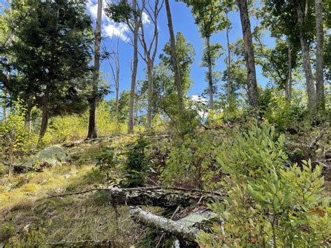 Spring Hill Tract Uconn Forest