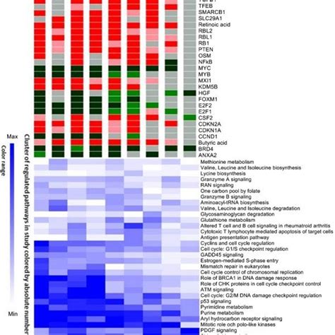 hierarchical cluster analysis of pathway and regulatory elements this