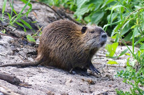 California Officials Set Up Invasive Swamp Rodent Hotline Kqed