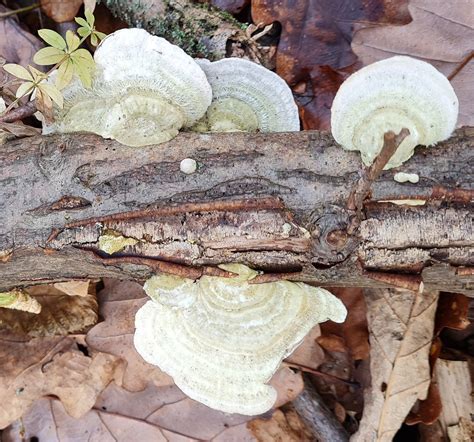 Striegelige Tramete (Trametes hirsuta) (3) | Striegelige Tra… | Flickr