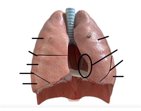 Labeling The Lobes And Fissures Of The Lungs Quiz