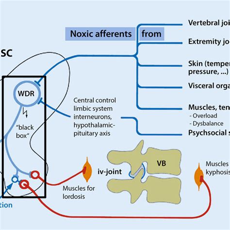 8 Model Of The Neurophysiology Of Segmental Dysfunction Comment The Download Scientific