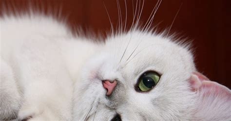 Котик Пикабу