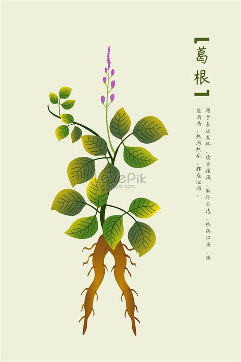 中草藥葛根背景圖案素材桌布圖片免費下載 zh lovepik