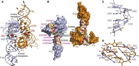 Figure 1 From Structural Insights Into Ligand Recognition By A Sensing