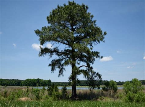 20 Types Of Trees In Oklahoma With Pictures House Grail