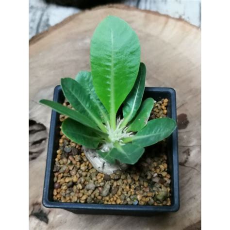 惠比須笑的價格推薦 2022年7月 比價比個夠biggo