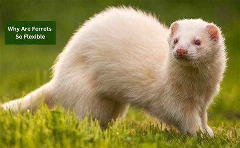 Why Are Ferrets So Flexible Know The Facts Ferret Adviser