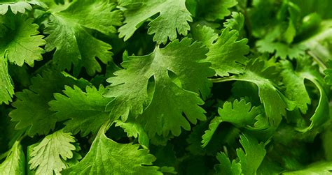 Cilantro Health Benefits Nutrient And Detoxifying Owl Venice