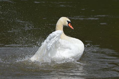 Un Cisne Aterriza En El Agua Foto De Archivo Imagen De Resorte Gibe