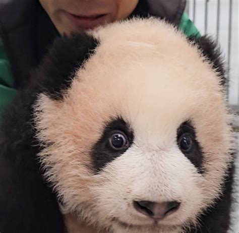 더쿠 뿌빠티비에 올라온 쌍둥이 루이 후이