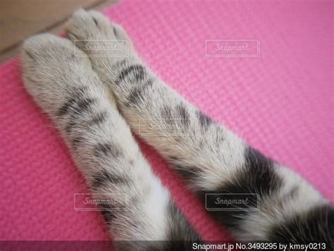 ピンクの毛布の上で眠っている猫の写真・画像素材 3493295 Snapmart（スナップマート）