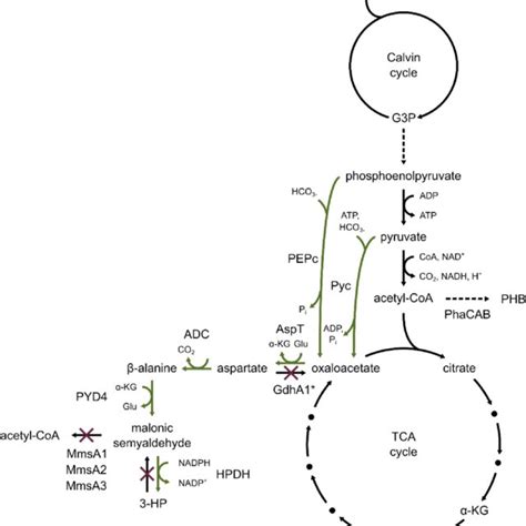Pdf Metabolic Engineering Of Cupriavidus Necator H16 For
