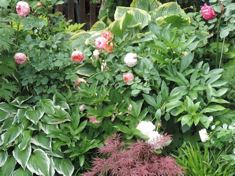 Хоста /Hosta /Функия - Страница 62 - Форум HobbyKafe.com