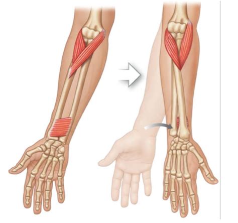 Forearm Diagram Quizlet