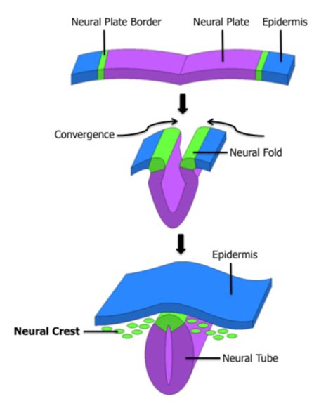 Development Of The Neural Tube With The Neural Crest Green Dots From