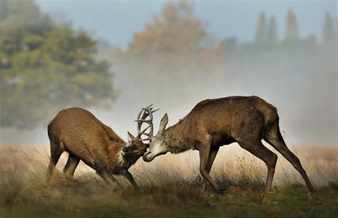 안개가 자욱한가 아침에 Rutting 절 기 동안 싸우는 붉은 사슴의 클로즈업 숫사슴에 대한 스톡 사진 및 기타 이미지 숫
