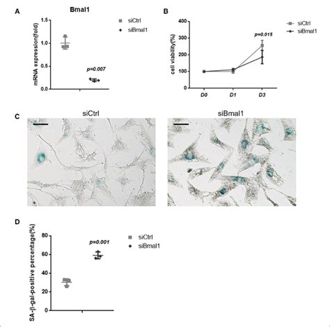 Depletion Of Bmal1 Accelerated Cell Senescence Of Bmscs A Qrt Pcr Download Scientific