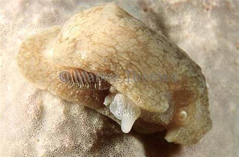 Spotted Side Gilled Sea Slug Pleurobranchaea Maculata Showing Exposed