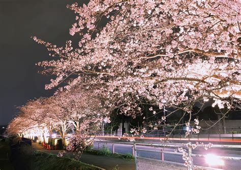 夜に浮かぶ満開の桜 5日までライトアップ 秦野 タウンニュース