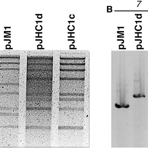 Replica Plating Method To Detect The Auxotrophic Mutant Download