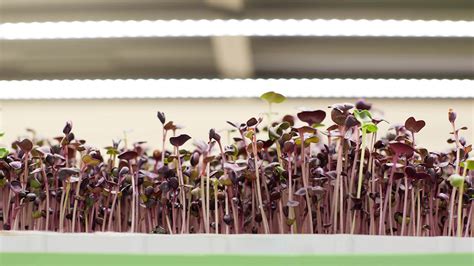 Ifarm Develops New Versatile Technology For Vertical Farms