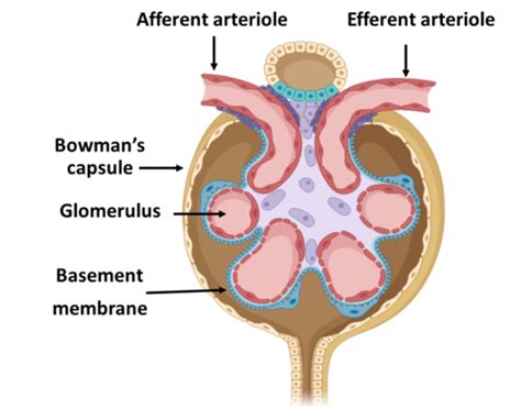Renal Hypoperfusion Flashcards Quizlet