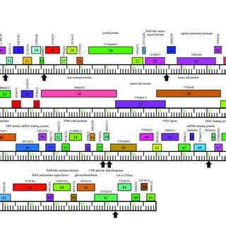 Genomic Organization Of Microbacterium Cluster EC Phage KaiHaiDragon
