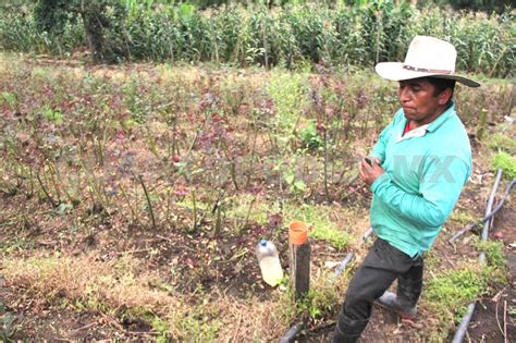 Diversificación De Cultivos Ayuda A La Economía