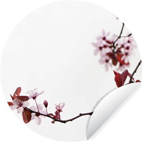 WallCircle Muurstickers Behangcirkel Bloemen Bloesem