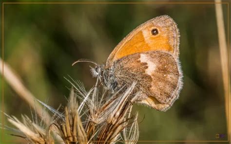 Butterfly Species In Europe Insectic