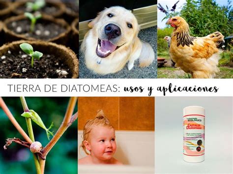 La Tierra de diatomeas Usos y aplicaciones Vídeo Animals Corgi Dogs