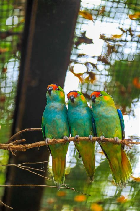 Birds Feathers Parrots Free Photo On Pixabay Pixabay