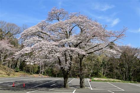 あつぎ飯山桜まつり ぴあエンタメ情報