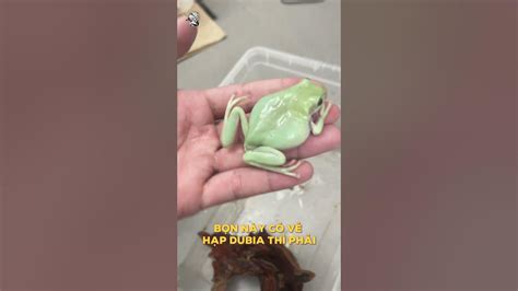 Mém Bị ếch Cắn Shorts Youtube