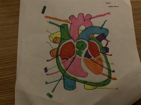 Heart Diagram Quizlet