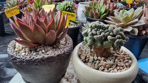 콩나물다육 실방 마실오세요 분갈이쇼 Youtube