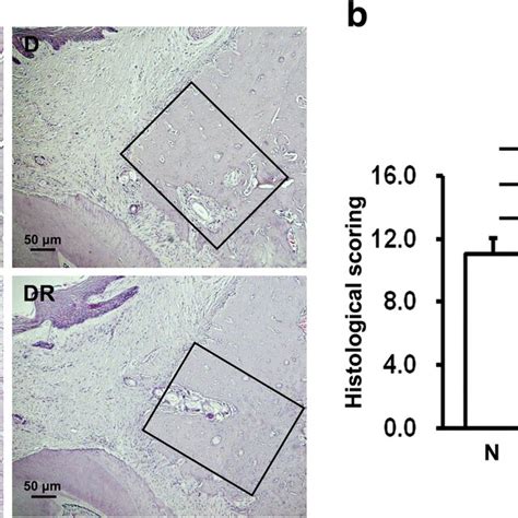 Alveolar Bone Defect Repair Of Rats Was Examined 8 Weeks After Surgery