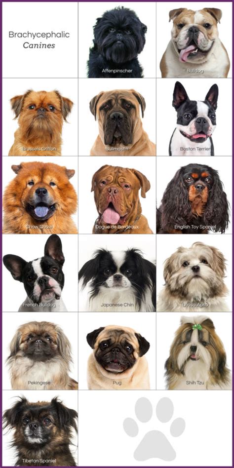 Summertime And Your Pet Geary Veterinary Hospital