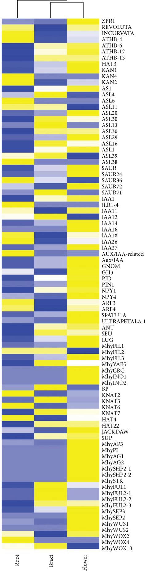 Heat Maps Of The Organ Polarity Gene Expression In Six Transcriptomes