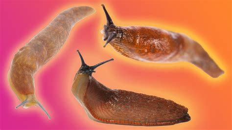 Harper Adams Scientists Look For New Ways To Control Slugs Bbc News