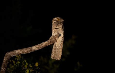 La Jornada Maya Campeche Gabriel Graniel Herrera Misterioso