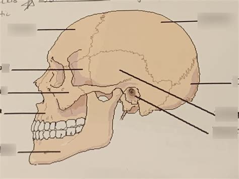Cranial Bones Of The Skull Frontal Parietal Temporal Diagram Quizlet