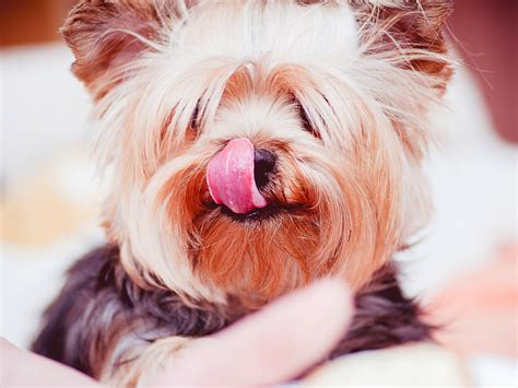 배경 화면 귀여운 Shih Tzu 털 복 숭이 개 얼굴 3840x2160 Uhd 4k 그림 이미지