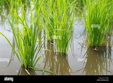 Rice Sprout In Rice Fieldrice Seedlings Green Background Agriculture