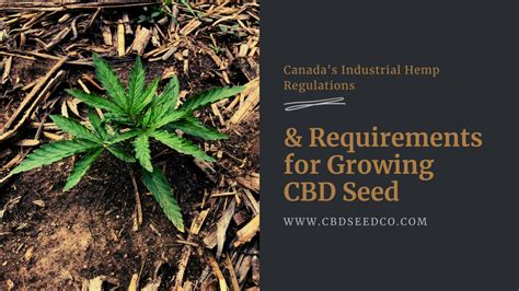 Canadas Industrial Hemp Regulations And Requirements For Growing Cbd