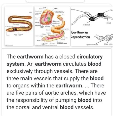 Circulatory System Of An Earthworm