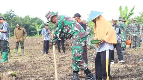 Bantu Perkuat Ketahanan Pangan Kodim 0812 Lamongan Tanam Jagung