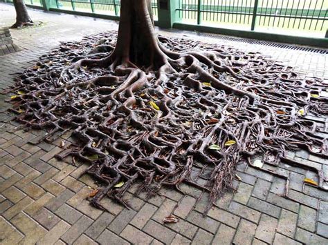 Tree Roots Winning Their Battle Against Concrete True Activist